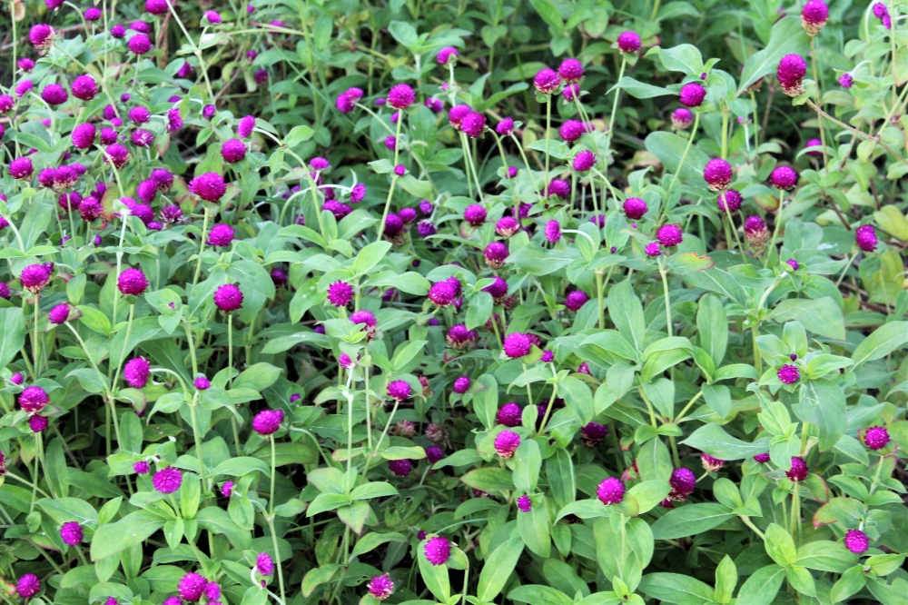 Tiny beautiful colorful flowers Photo Free Download - pgclick | Free ...