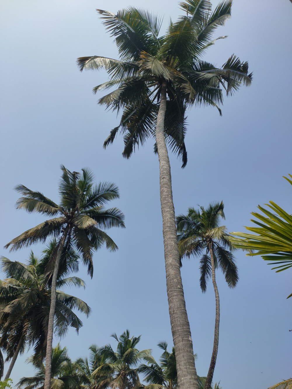 Coconut tree Photo Free Download - pgclick | Free Photos for Commercial Use