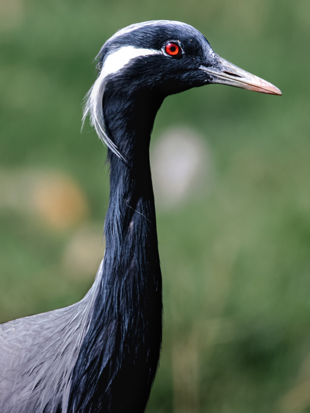 Cran Photo Free Download - pgclick | Free Photos for Commercial Use